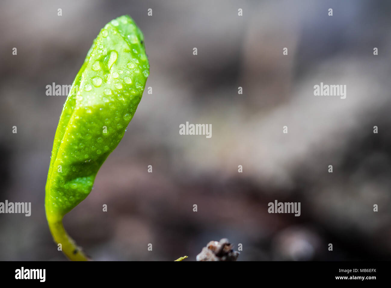 A tiny green plant growing up from earth. Springtime day, detailed shot ...