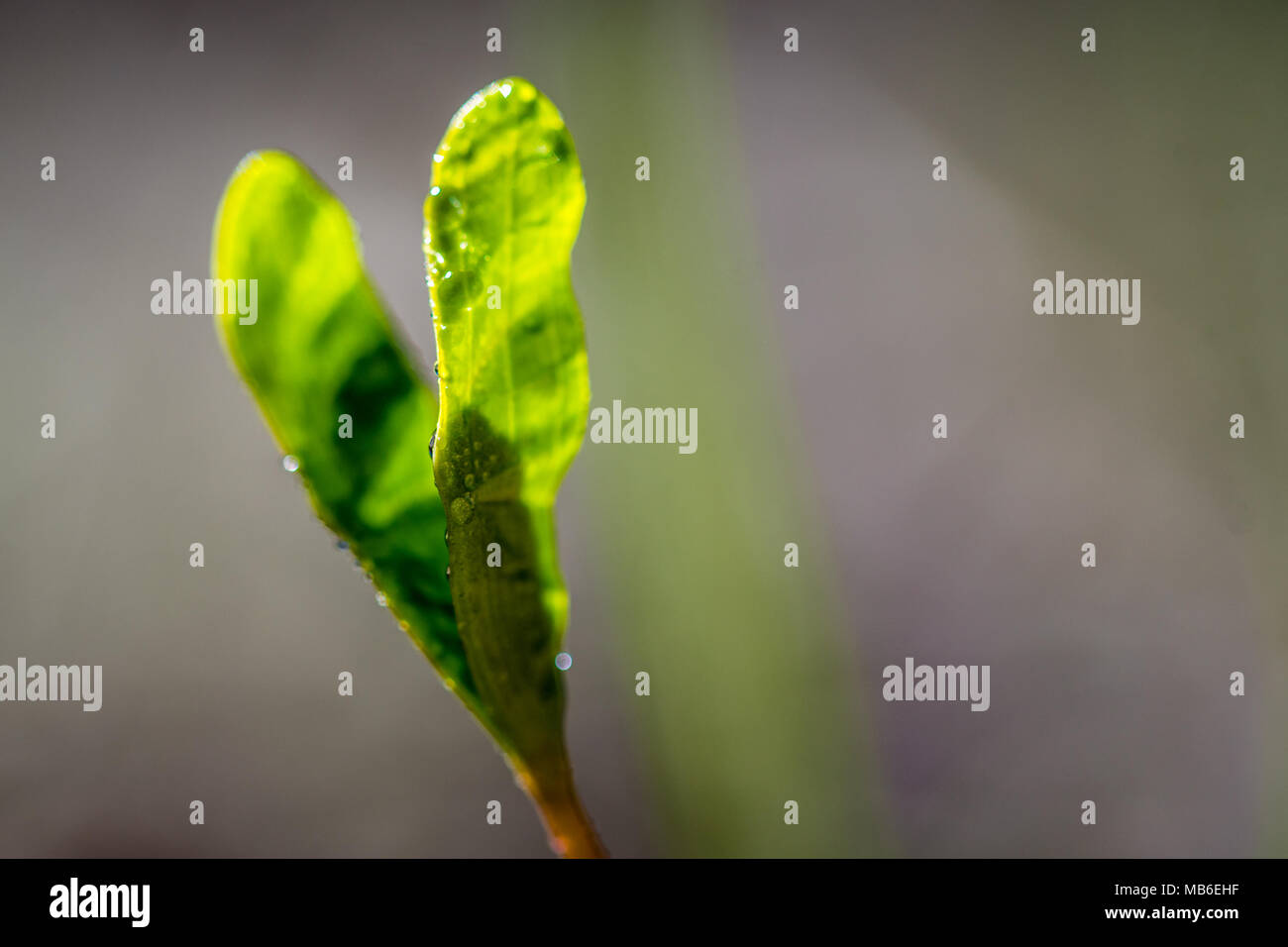 A tiny green plant growing up from earth. Springtime day, detailed shot ...