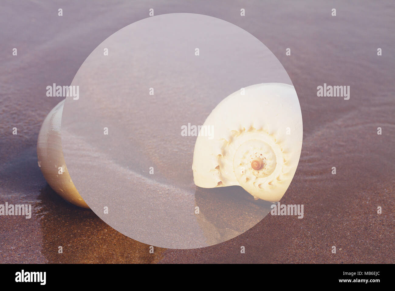 shell laying on the sea shore on sunset abstract summer background ...