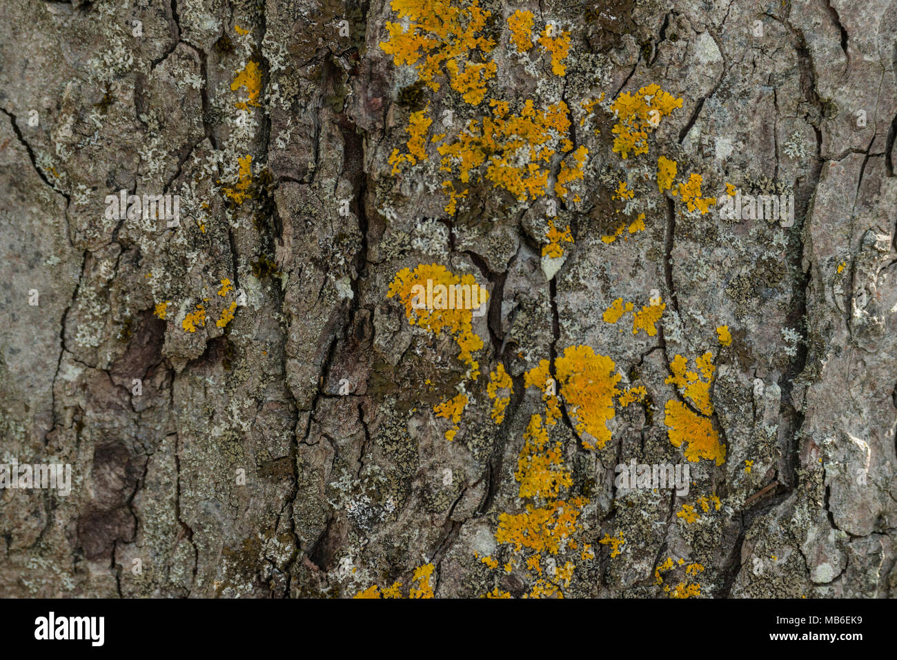 Candelaris hi-res stock photography and images - Alamy