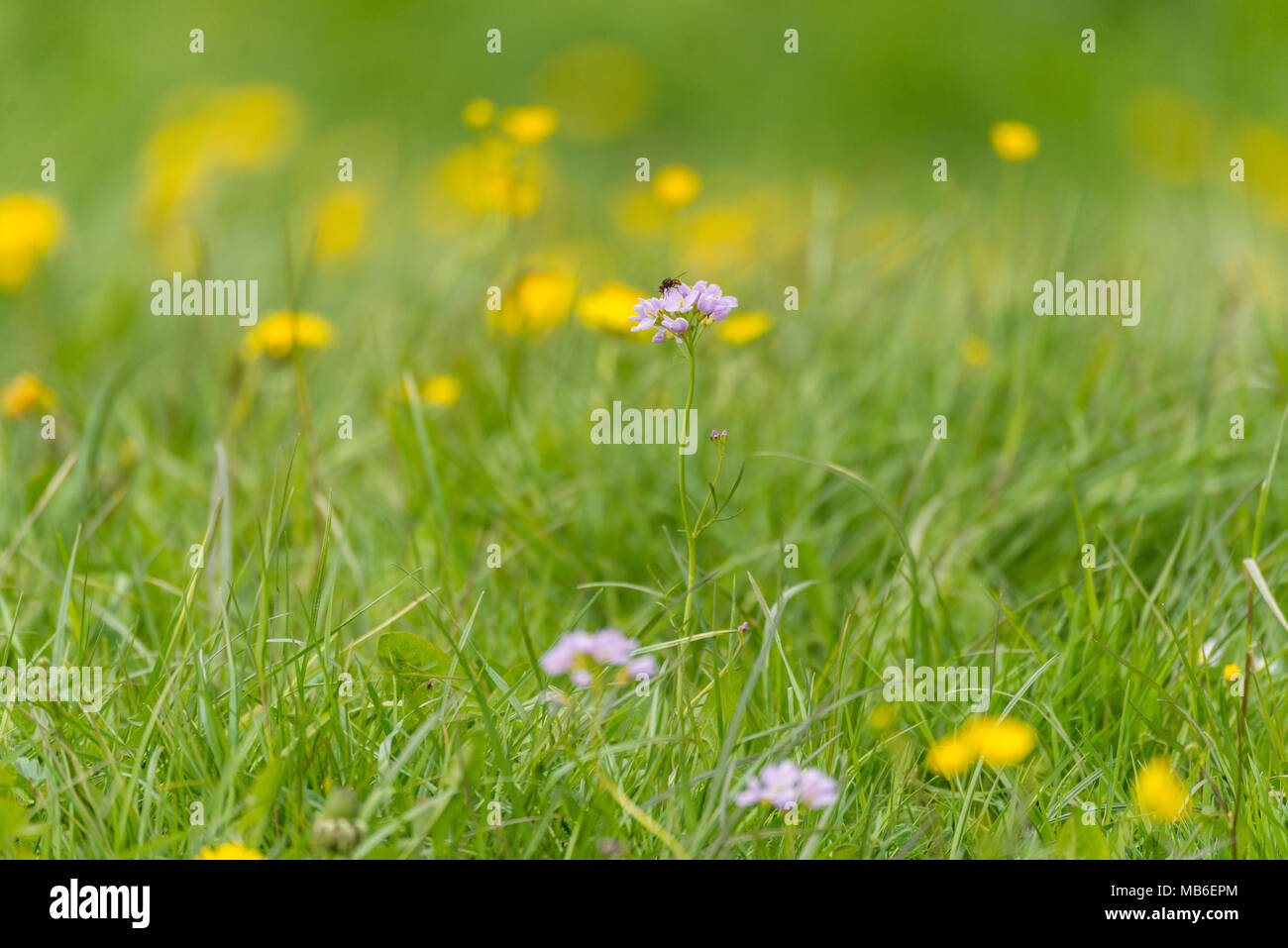 Bright yellow wildflowers highlight these alpine meadows outside ...