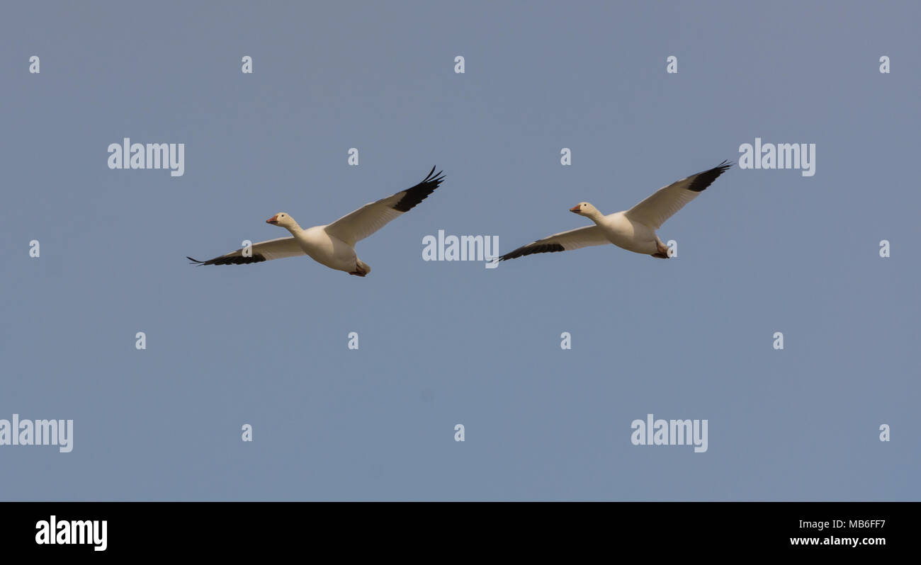 Snow geese flying up North Stock Photo - Alamy