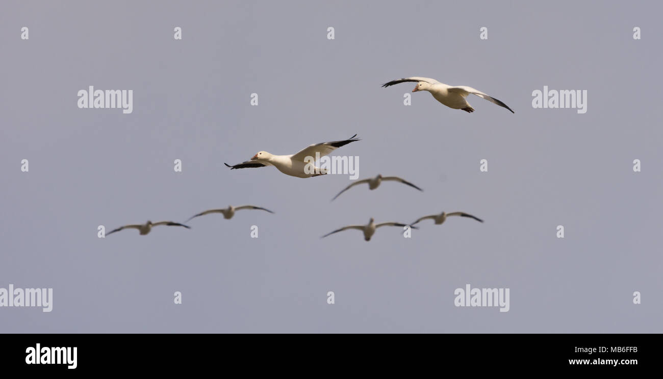 Snow geese flying up North Stock Photo - Alamy