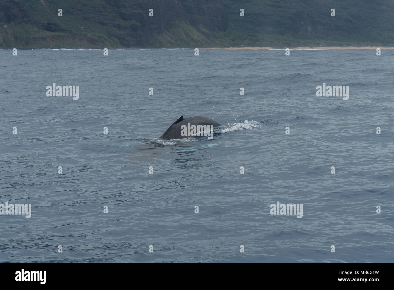Whale watching boat people splash hi-res stock photography and images ...