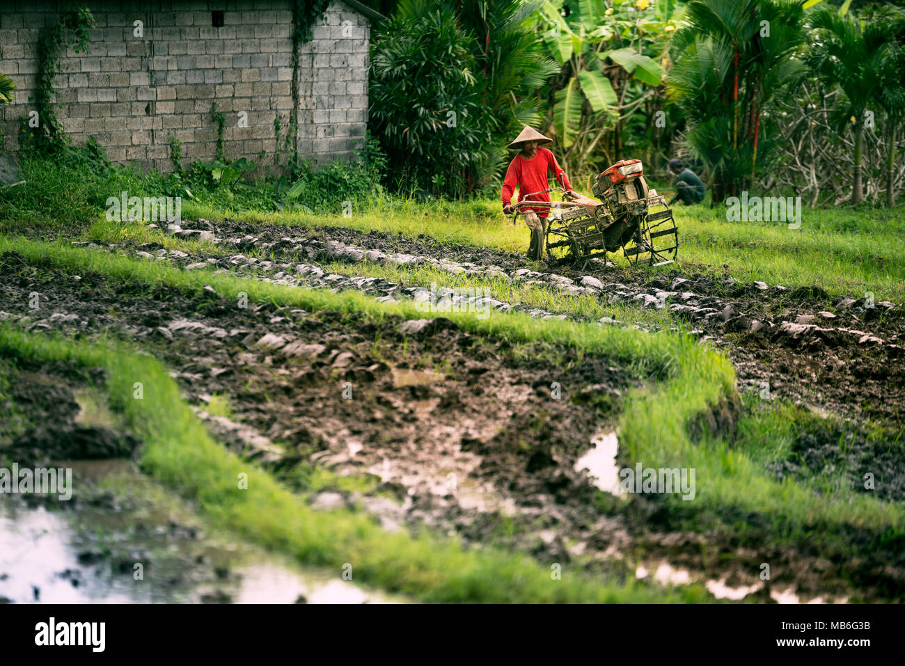 Bali, Indonesia - July 9, 2017: Indonesian farmer in a red sweatshirt ...