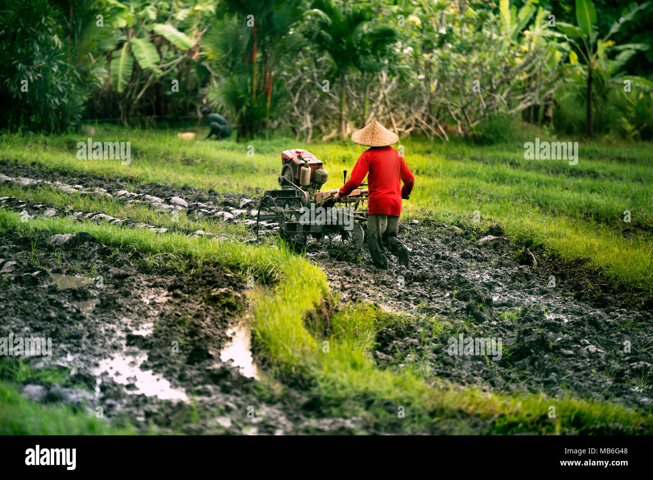 Bali, Indonesia - July 9, 2017: Indonesian farmer in a red sweatshirt ...