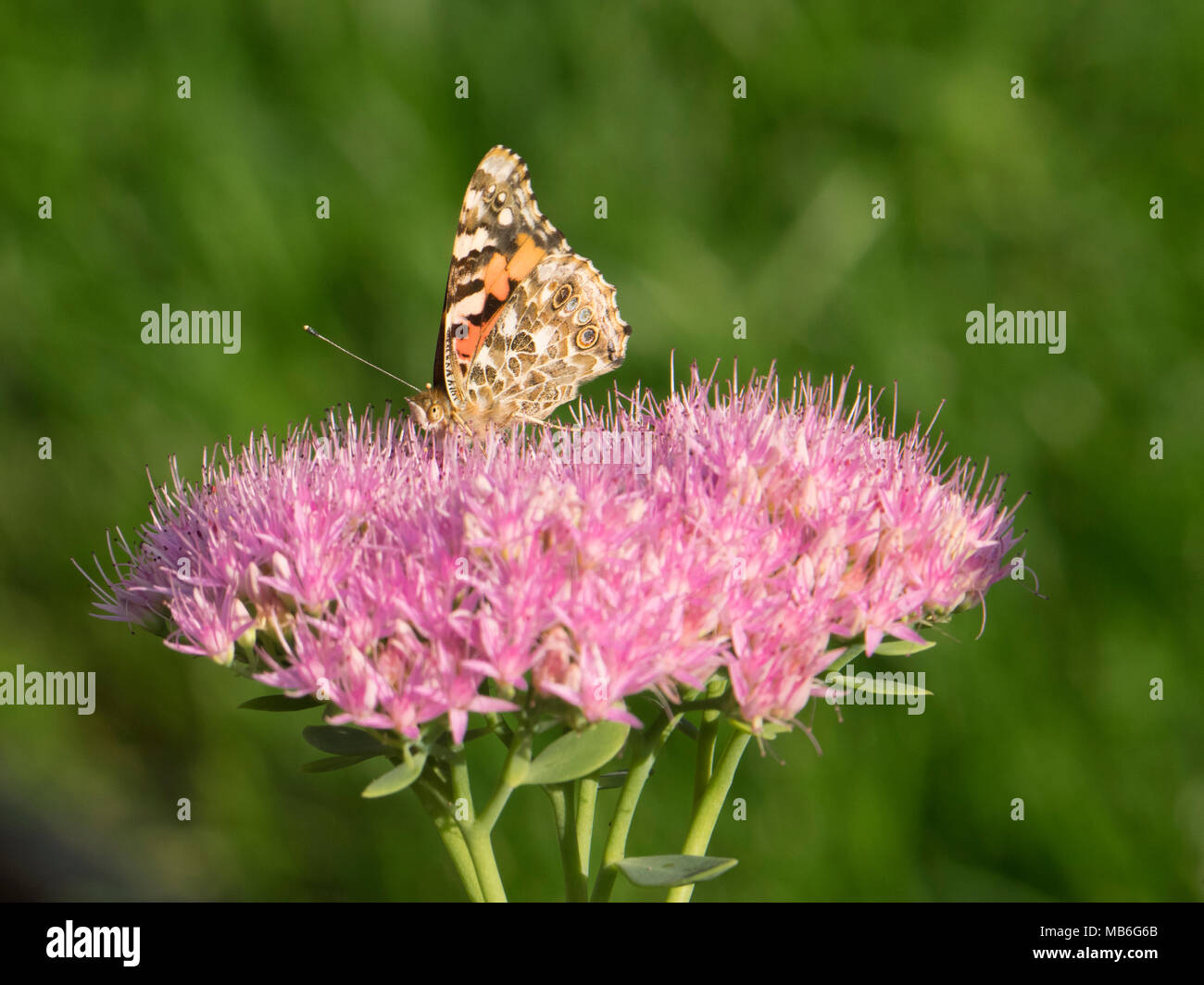 Sebum hi-res stock photography and images - Alamy