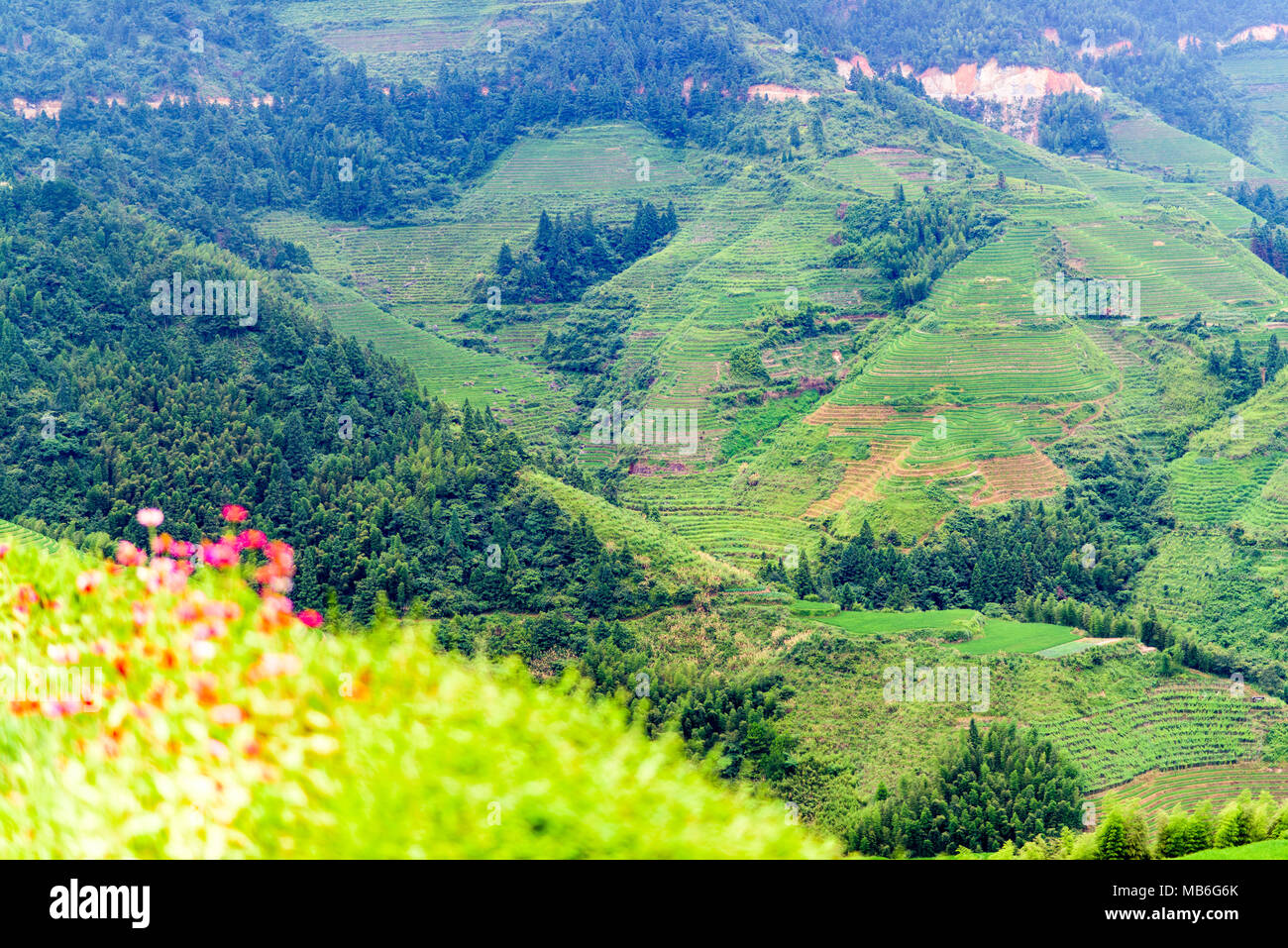 Bamboo terrace landscape hi-res stock photography and images - Alamy