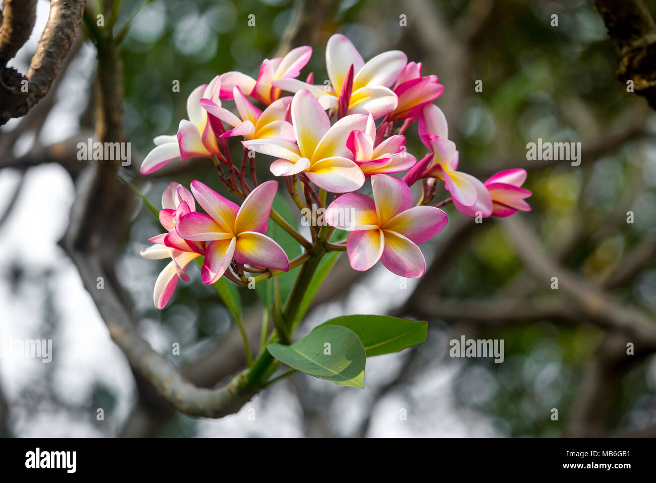 Kath golap flower hi-res stock photography and images - Alamy