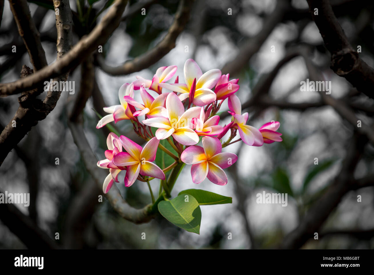 Pink kath golap flower hi-res stock photography and images - Alamy