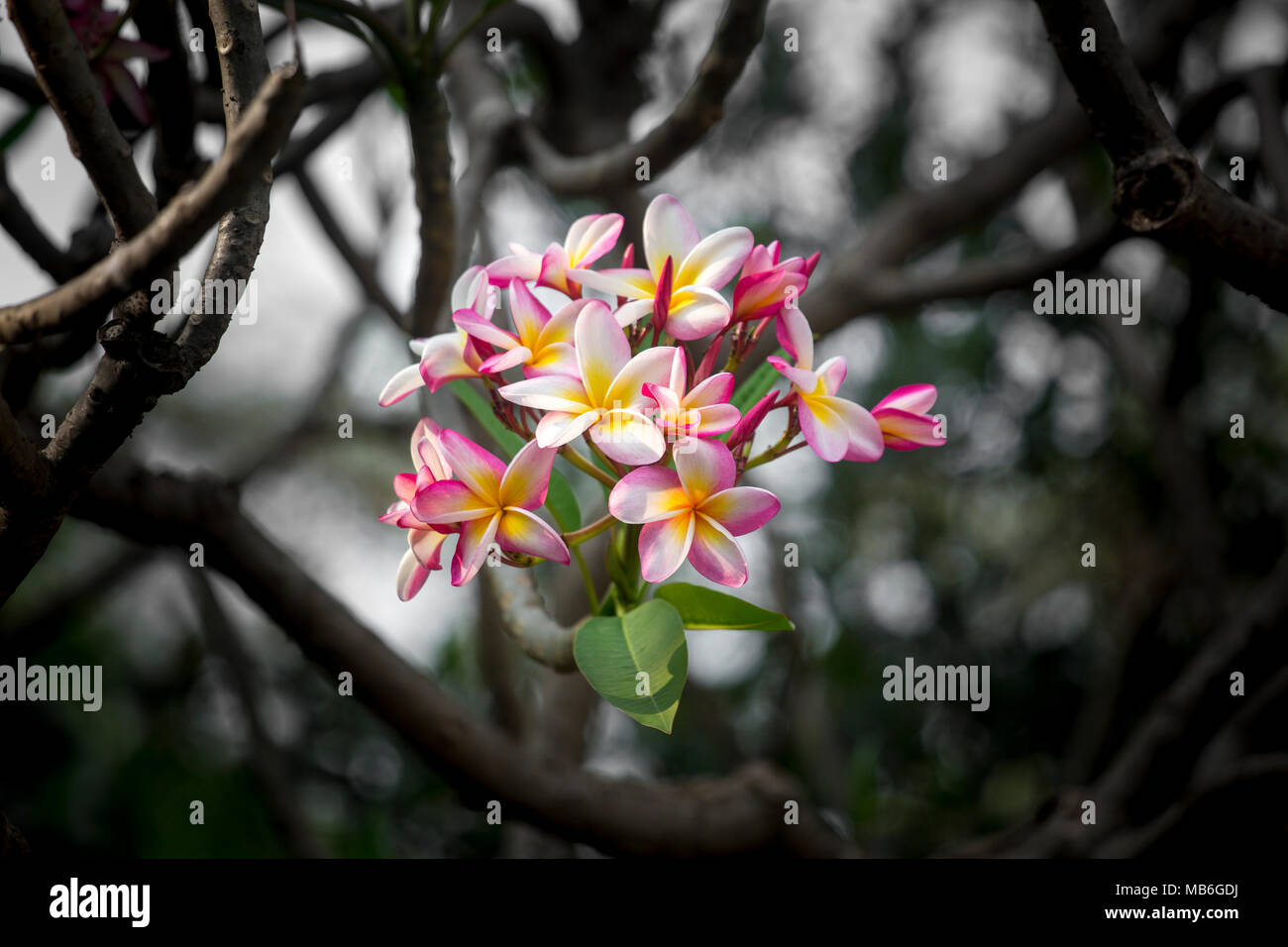 Pink kath golap flower hi-res stock photography and images - Alamy