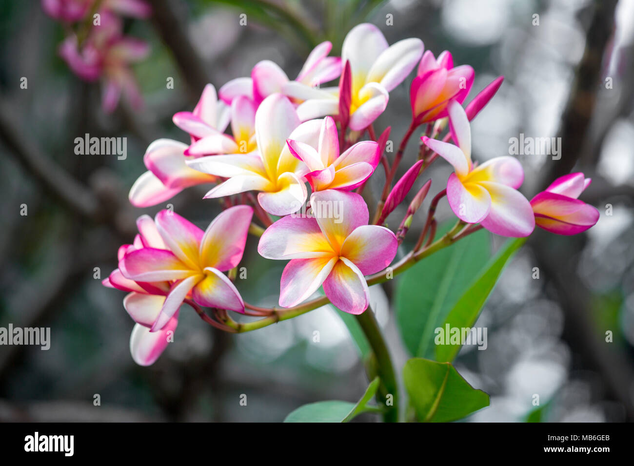 Pink kath golap flower hi-res stock photography and images - Alamy