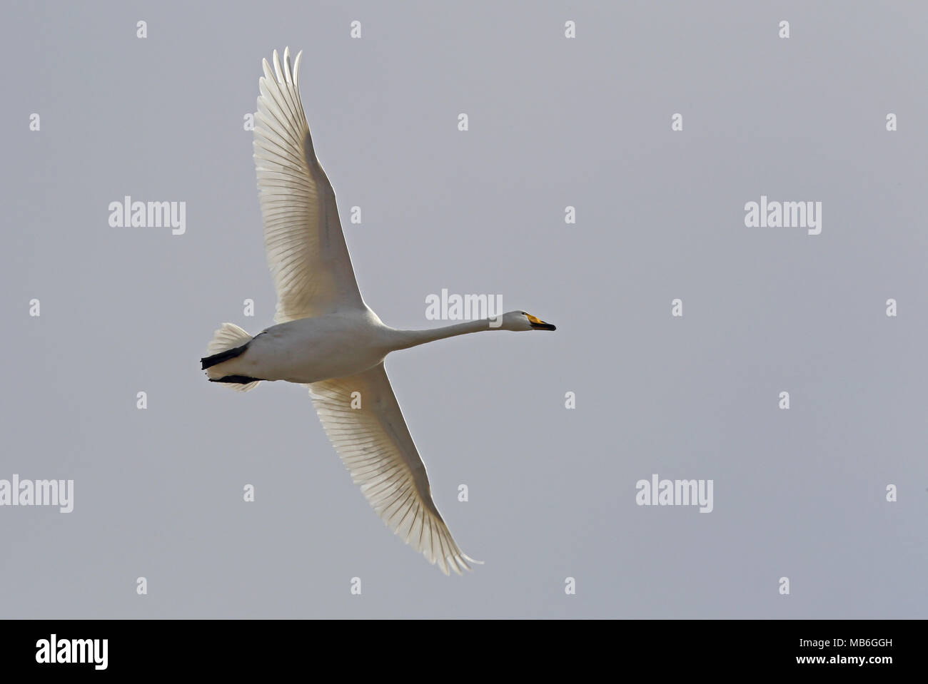 Flying swan hi-res stock photography and images - Alamy