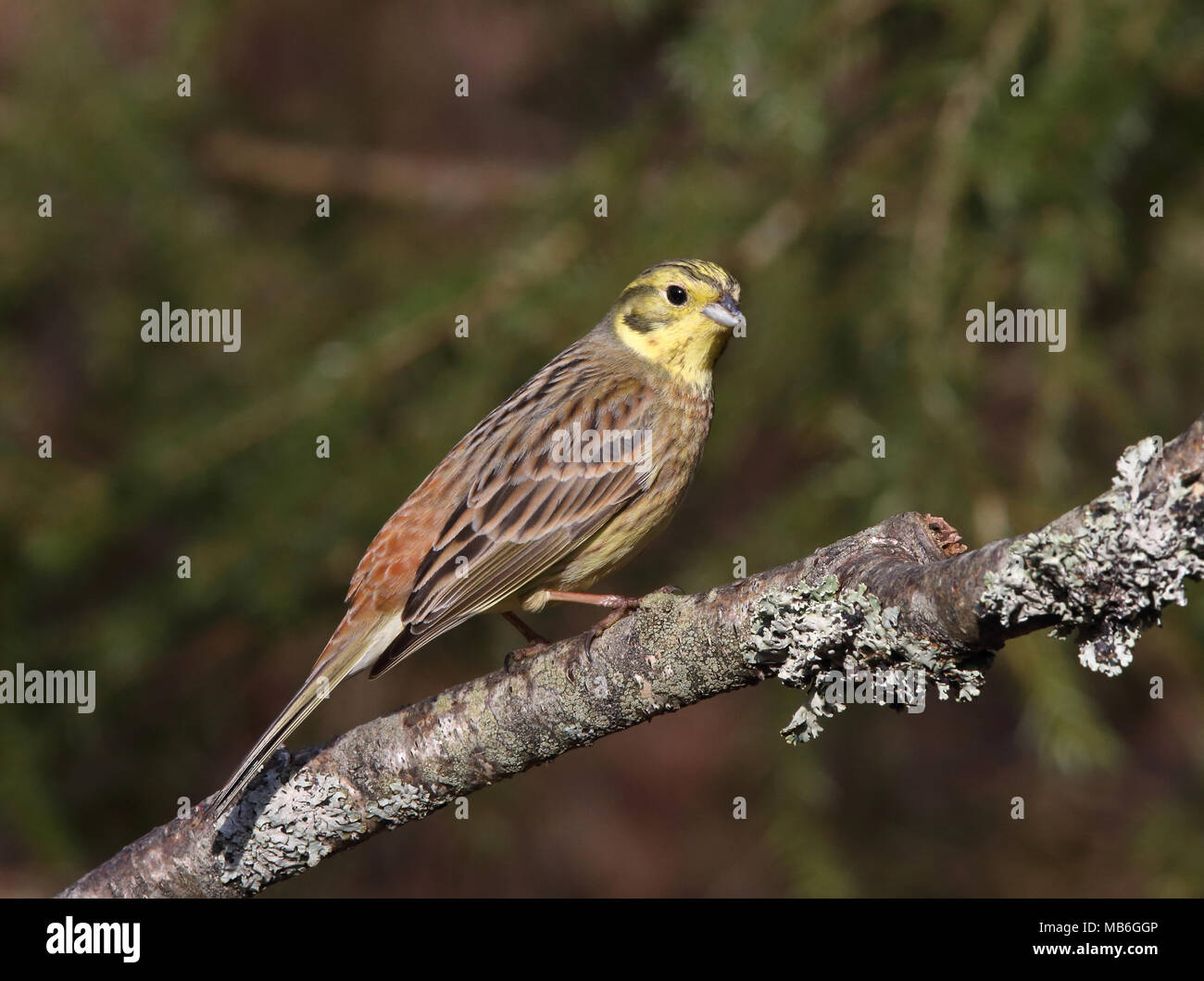 Yellowhammer male sitting on hi-res stock photography and images - Alamy