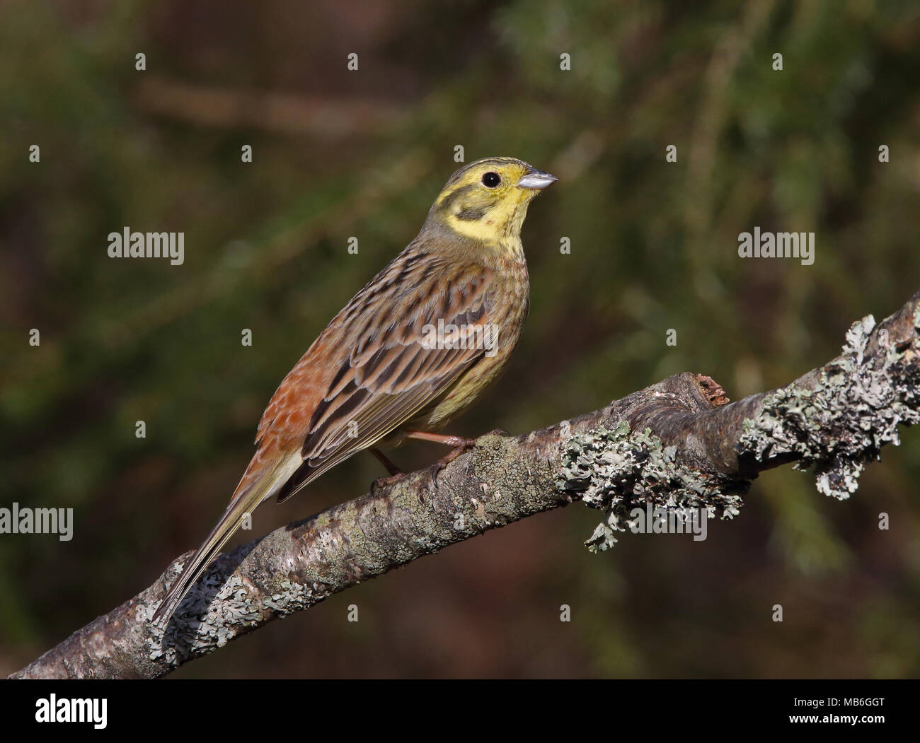 Yellowhammer, male, sitting on perch, close up Stock Photo - Alamy