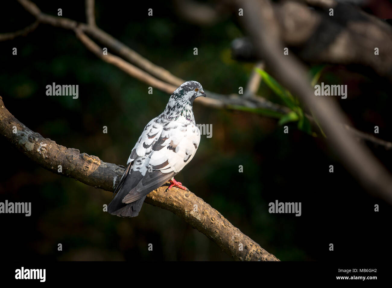 Lal kath golap hi-res stock photography and images - Alamy