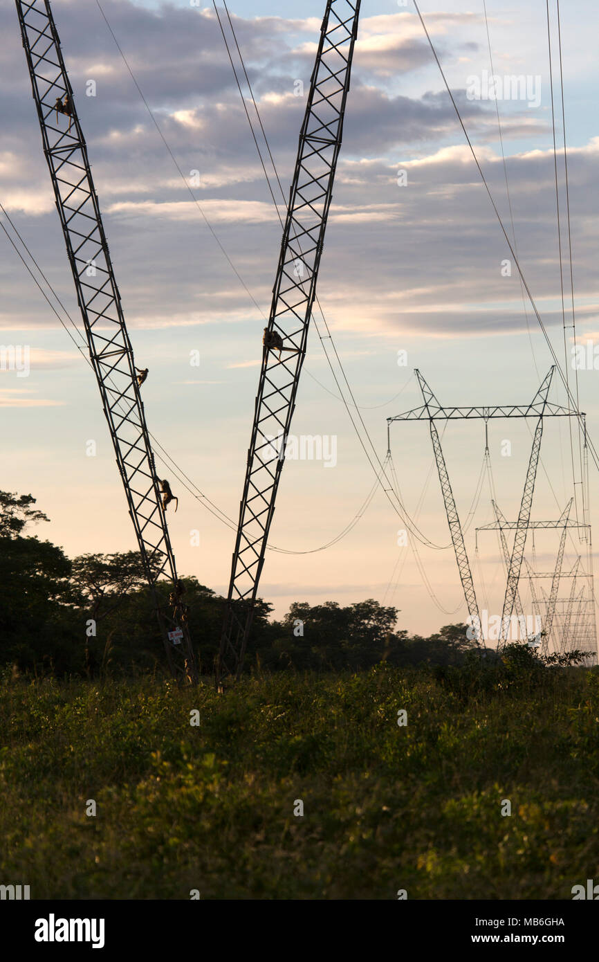 Electricty pylons africa hi-res stock photography and images - Alamy