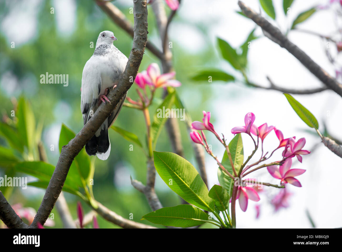 Kath golap flower hi-res stock photography and images - Alamy