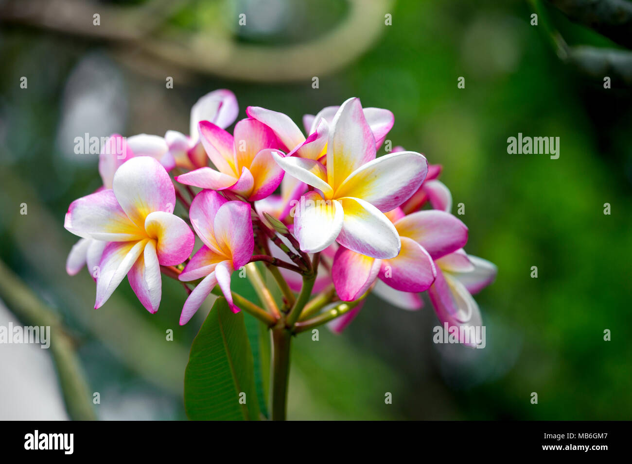 Kath golap flower hi-res stock photography and images - Alamy