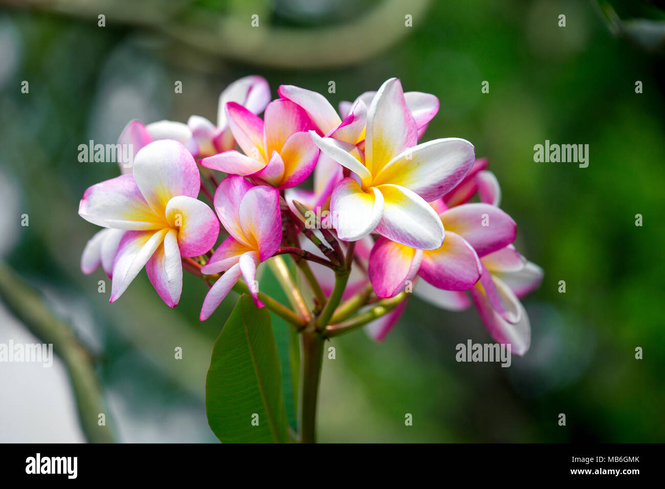 Kath golap flower hi-res stock photography and images - Alamy