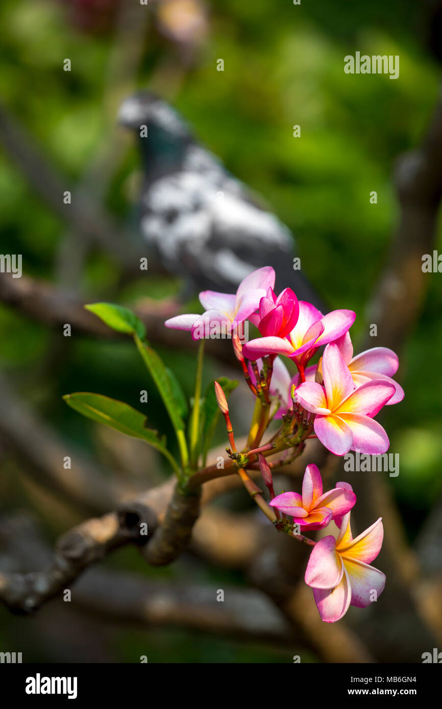 Kath golap white plumeria hi-res stock photography and images - Alamy