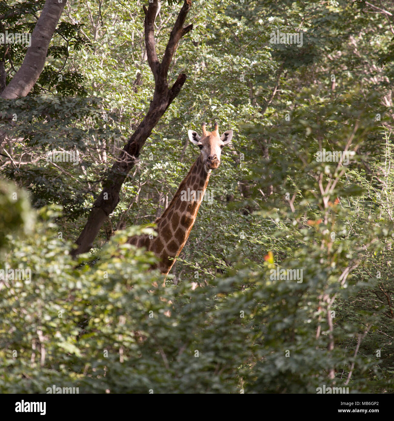 Hwange national game park reserve hi-res stock photography and images ...