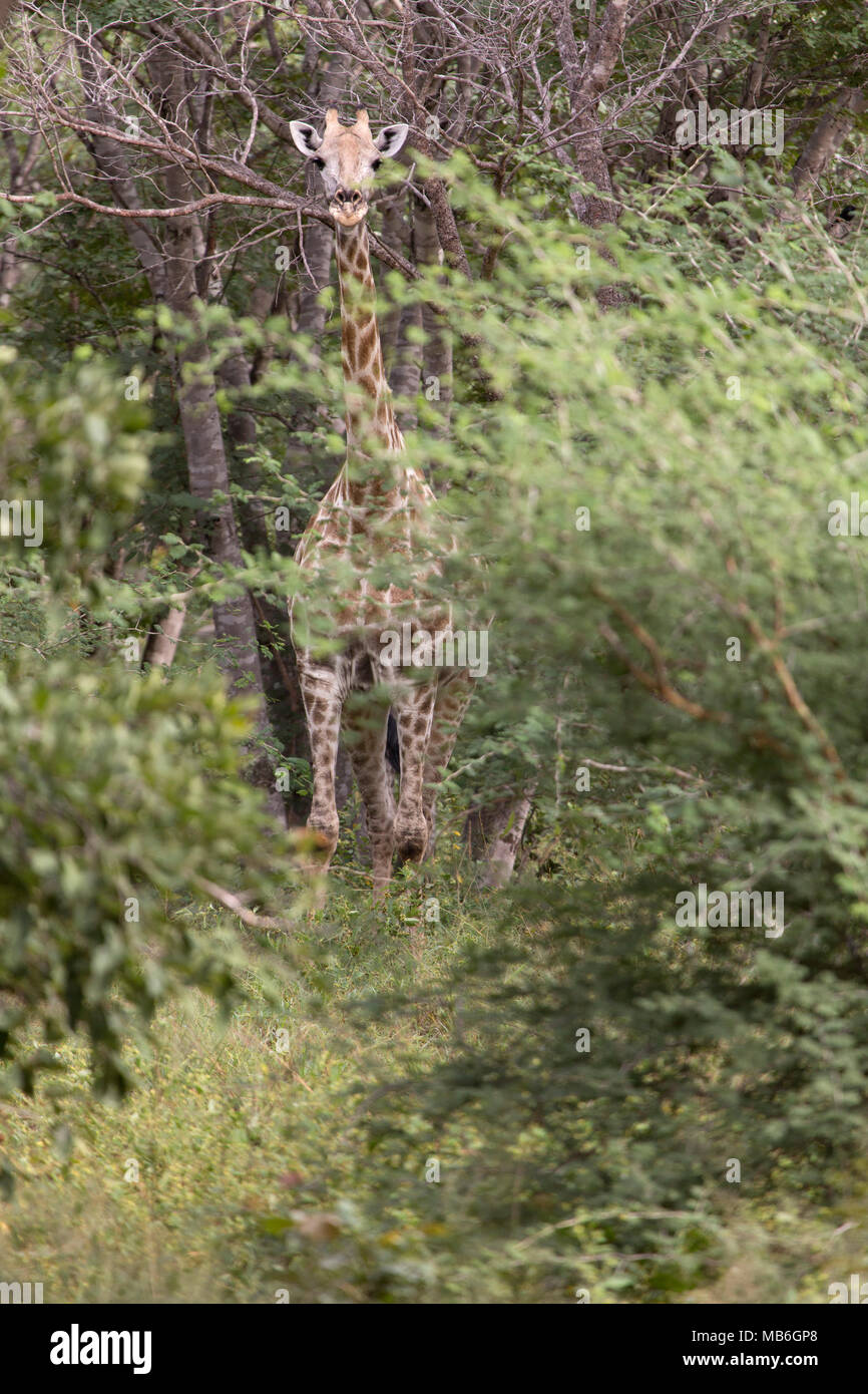 Giraffe at Hwange National Park in Zimbabwe Stock Photo - Alamy