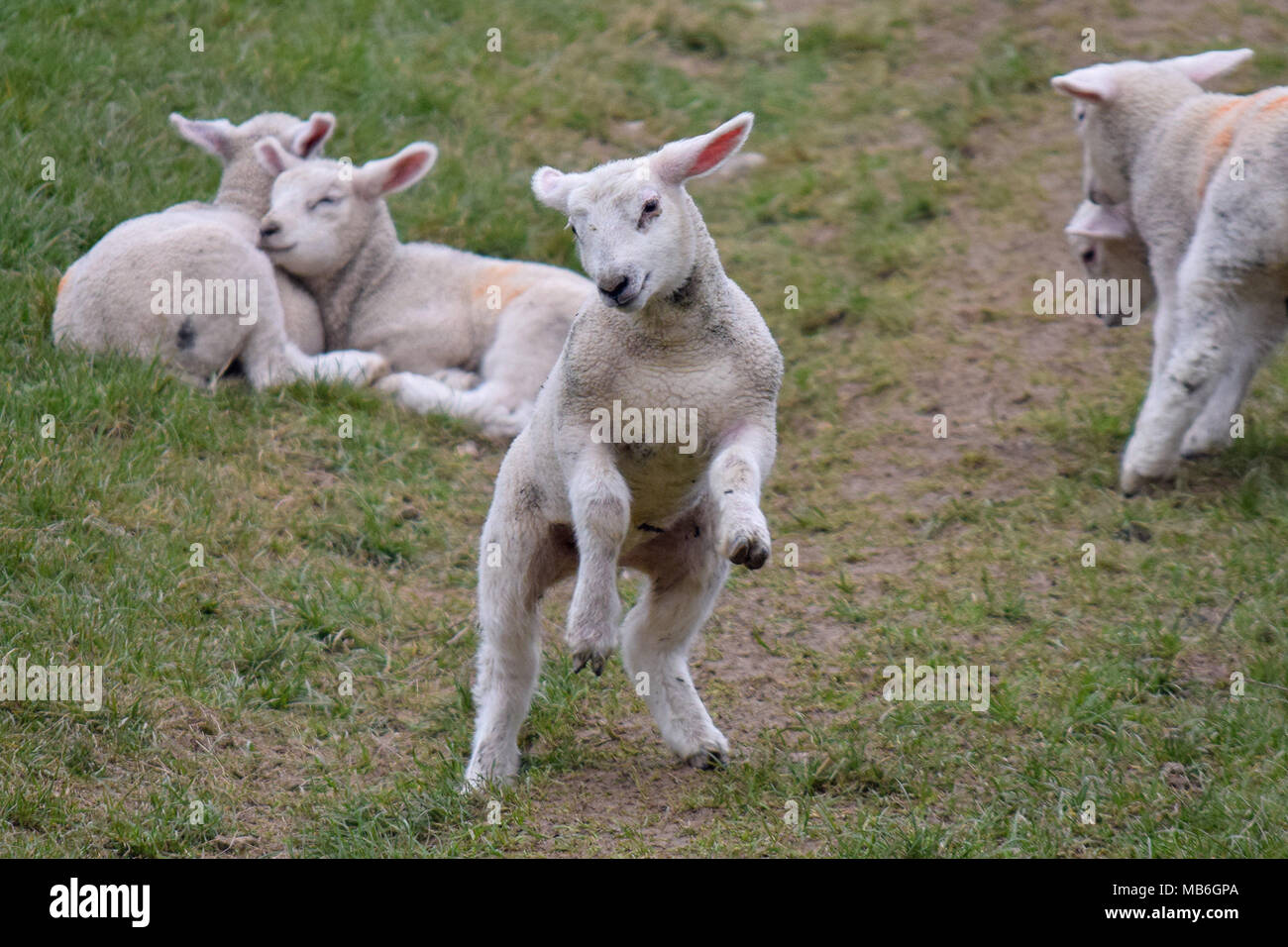 Dancing lamb hi-res stock photography and images - Alamy