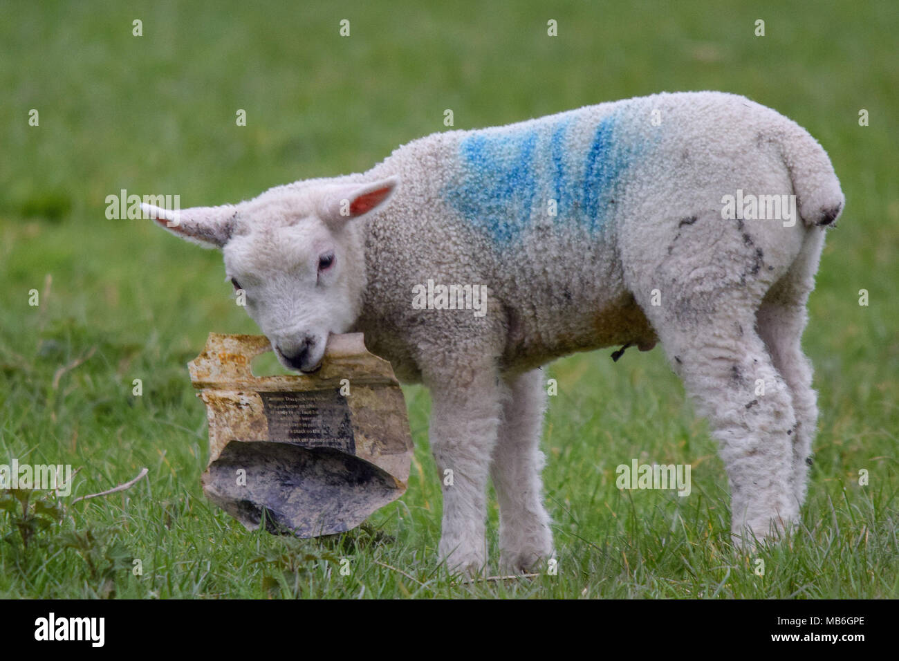 Lambs eating hi-res stock photography and images - Alamy