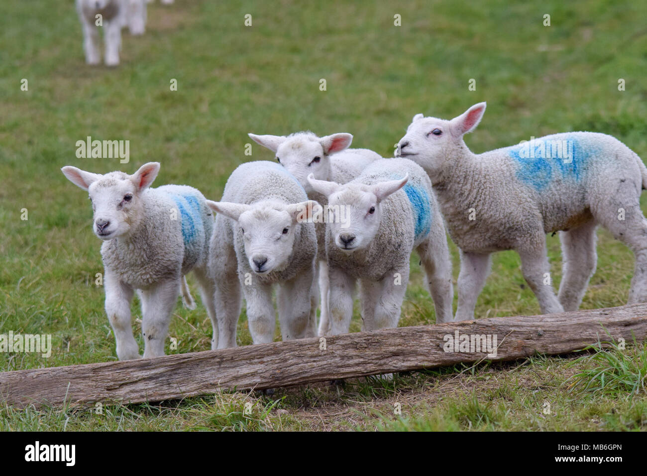 Lambs group hi-res stock photography and images - Alamy