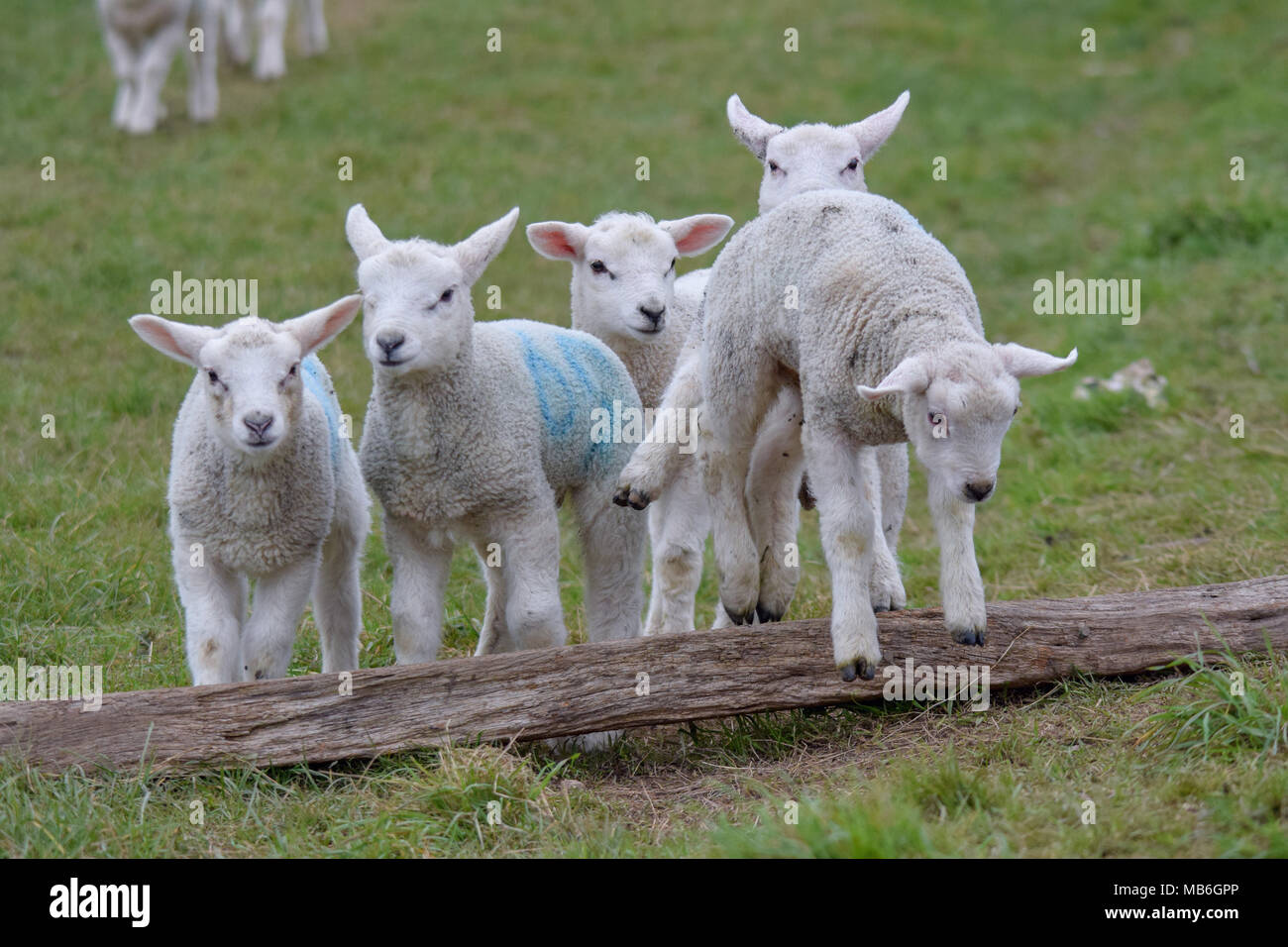 Lambs group hi-res stock photography and images - Alamy