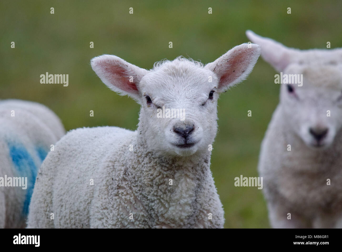 Lamb portrait hi-res stock photography and images - Alamy