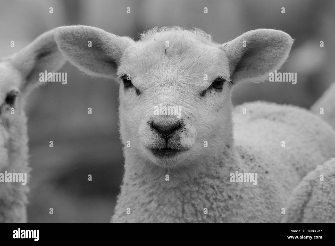 Sheep cute lamb farm Black and White Stock Photos & Images - Alamy