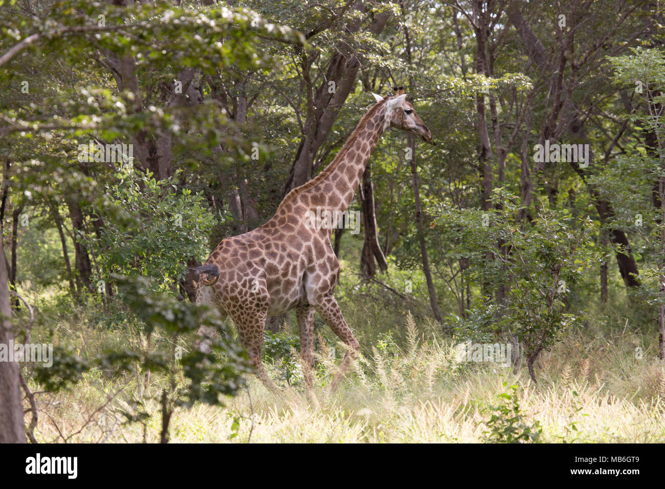 Giraffe at Hwange National Park in Zimbabwe Stock Photo - Alamy