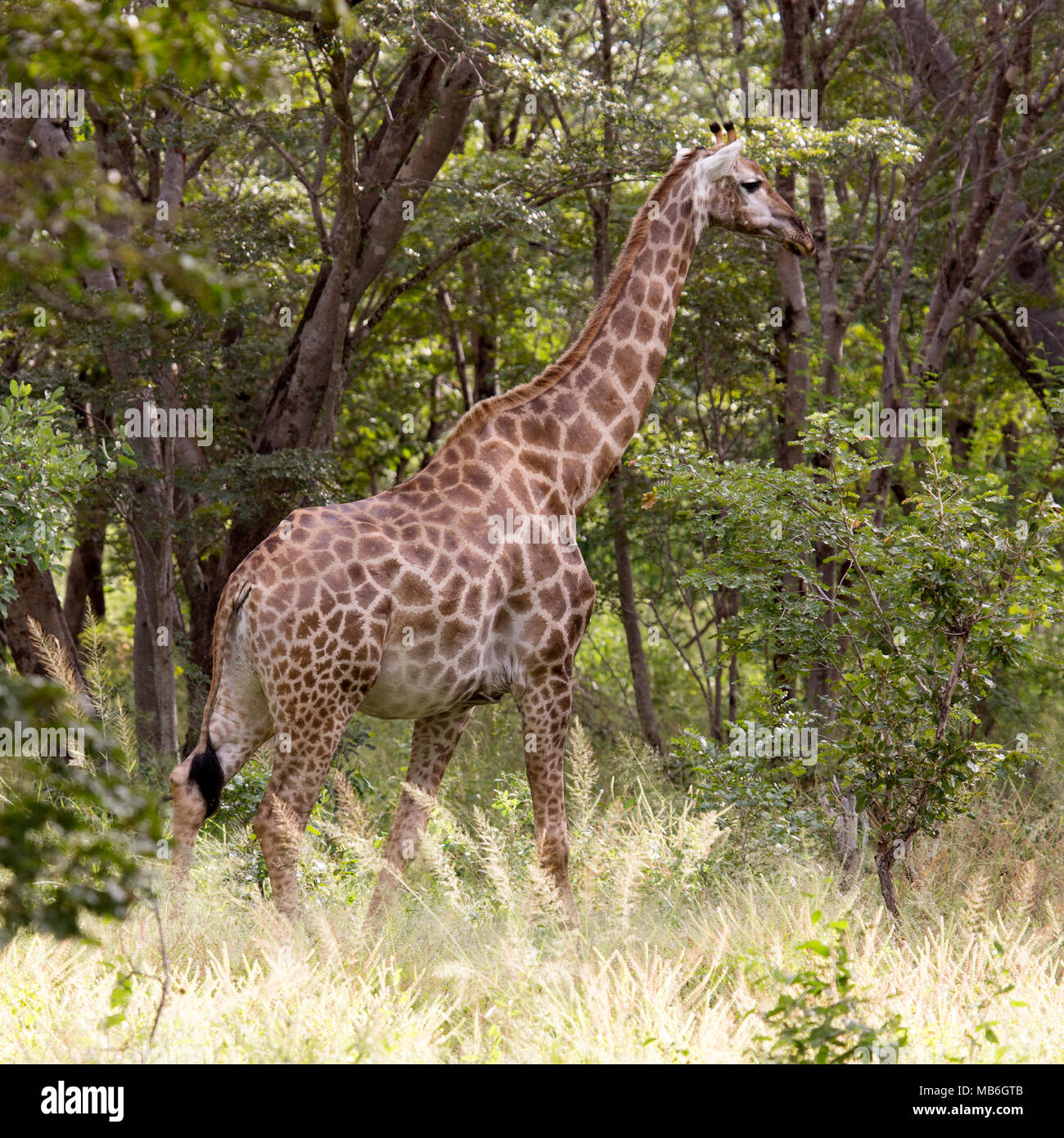Hwange national park zimbabwe giraffe hi-res stock photography and ...