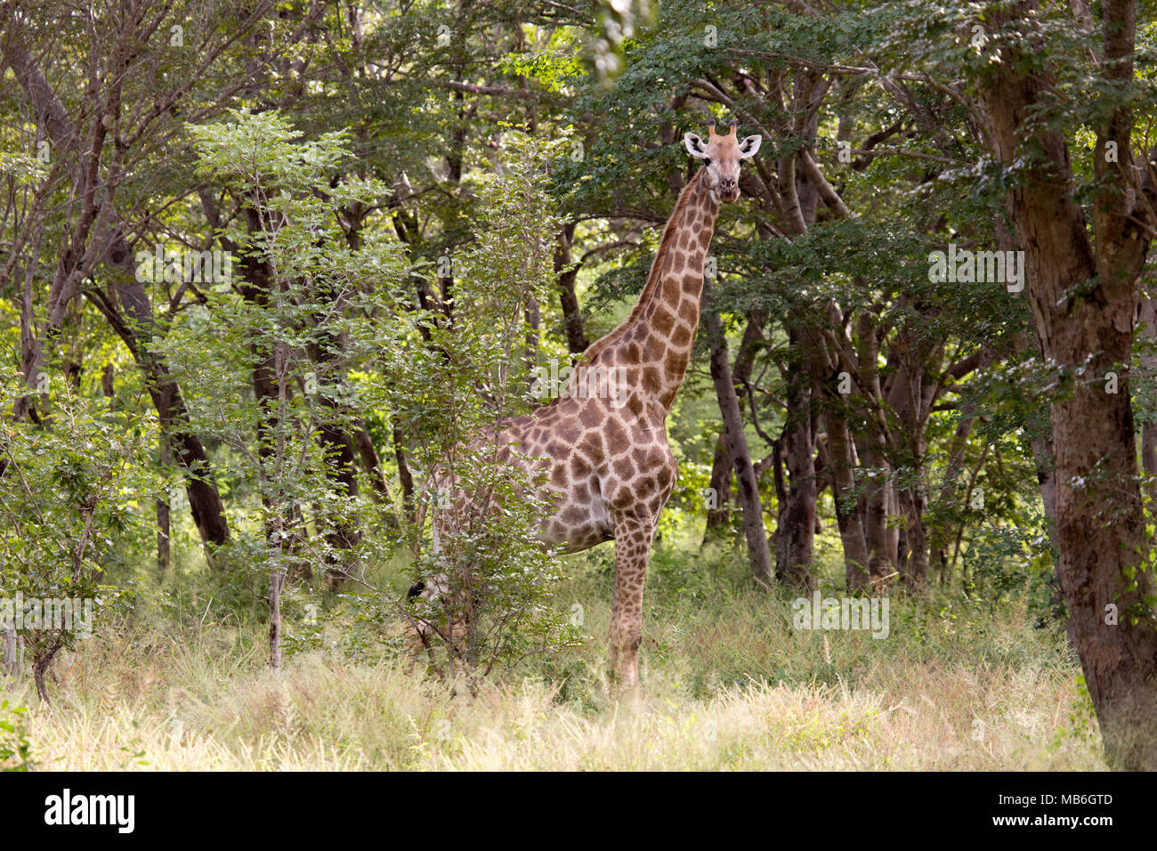 Giraffe at Hwange National Park in Zimbabwe Stock Photo - Alamy