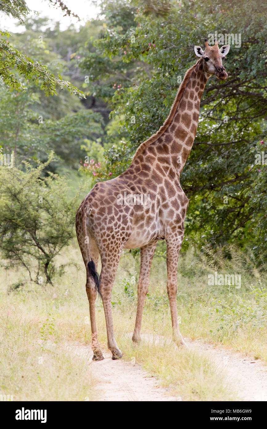 Giraffe at Hwange National Park in Zimbabwe Stock Photo - Alamy
