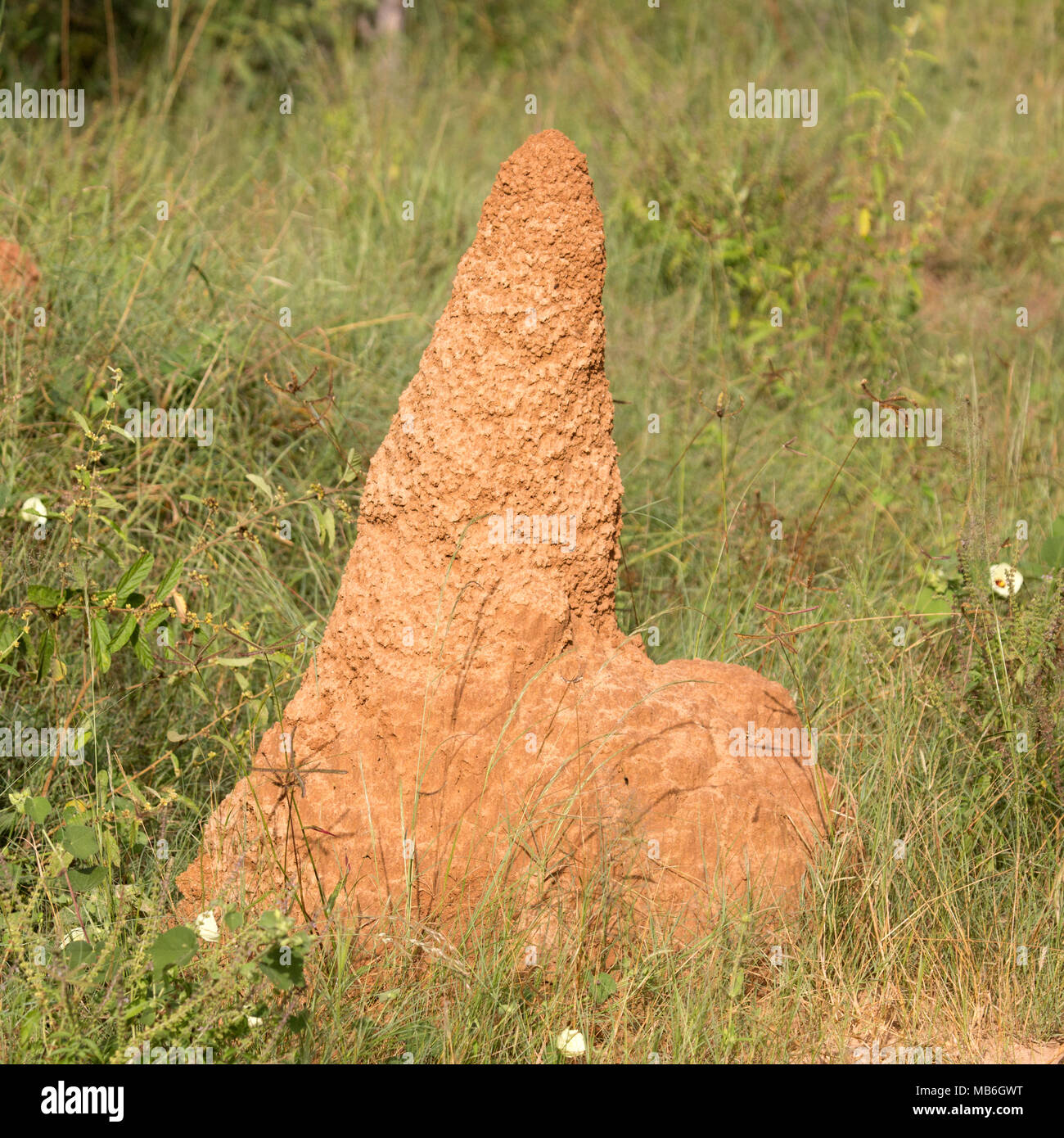 Colony of termites hi-res stock photography and images - Alamy