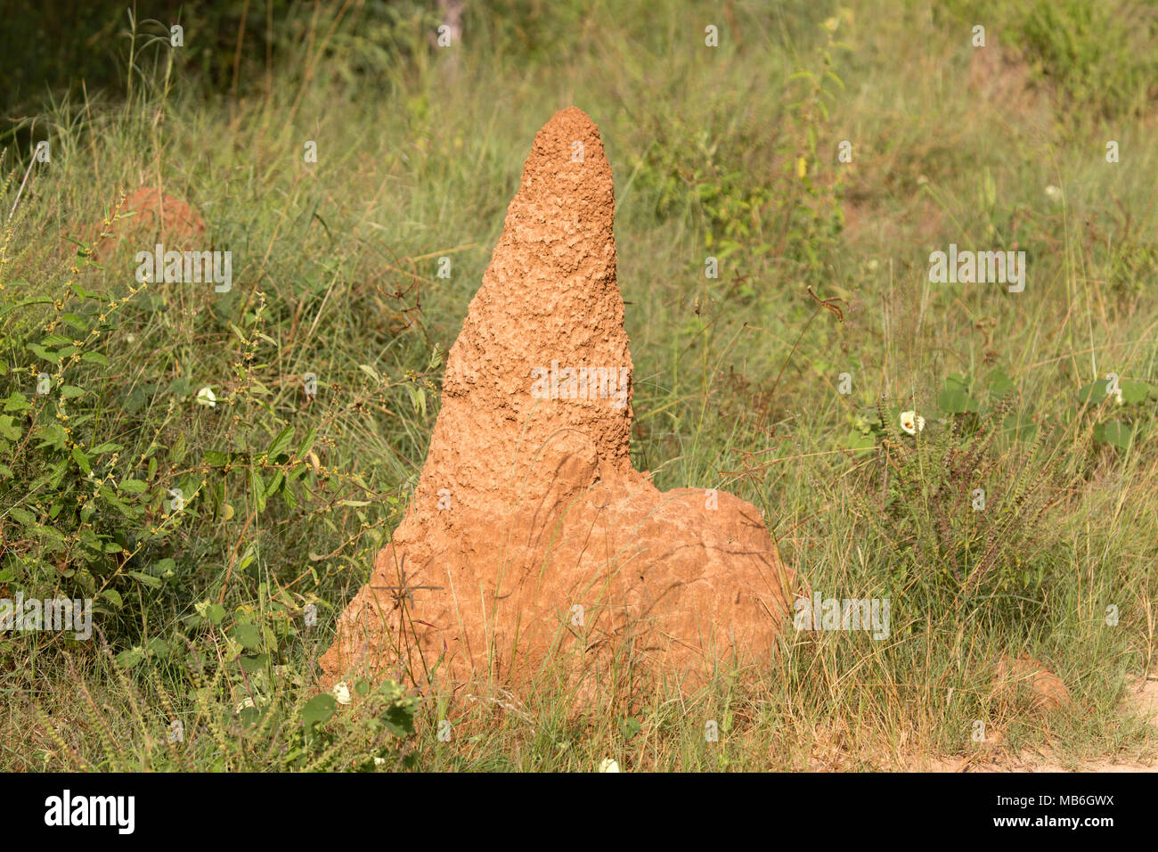 Terminte mound in Hwange National Park in Zimbabwe. The mound was built ...