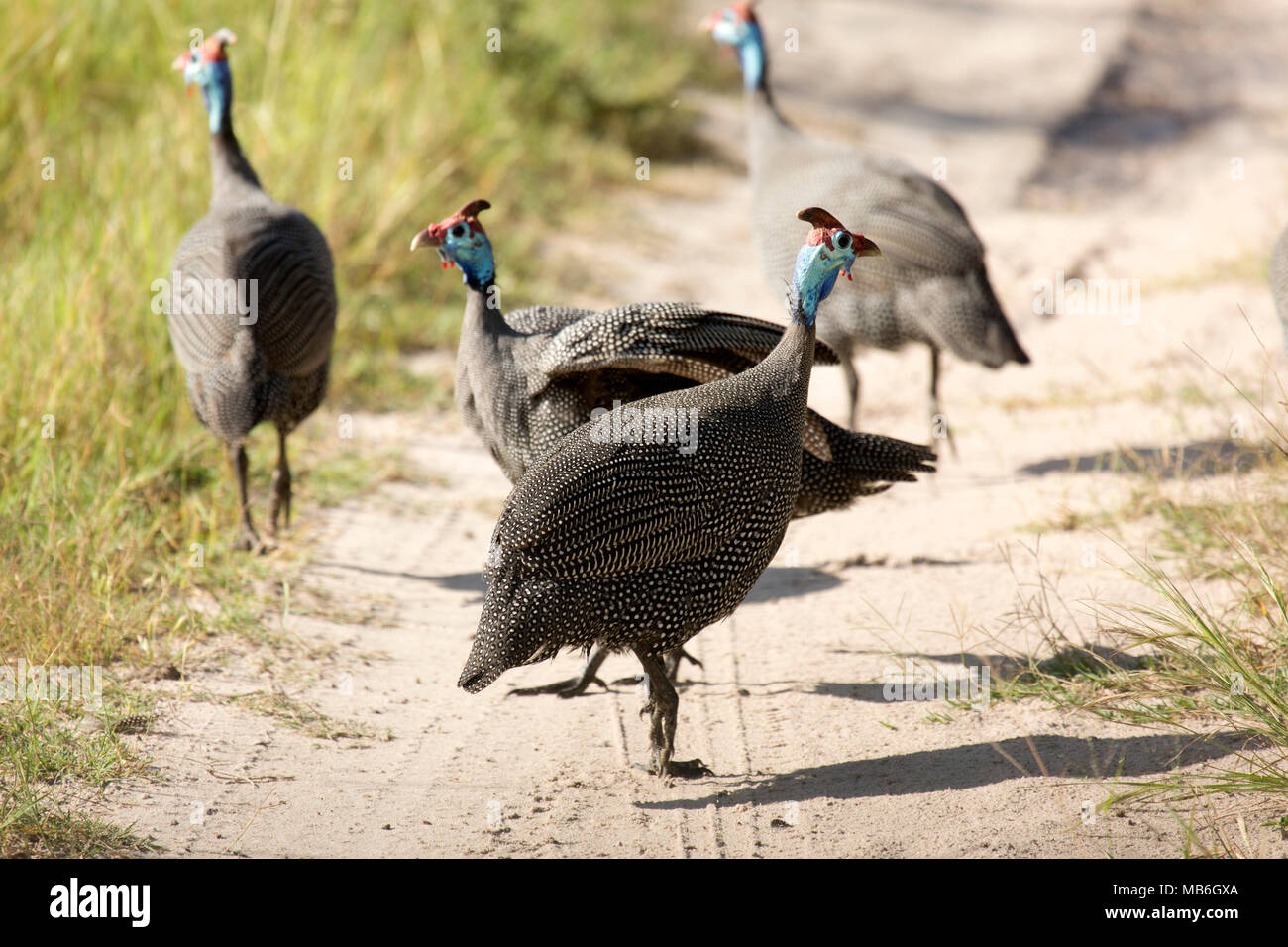 Helmeted guineafowl (Numida meleagris) in Hwange National Park in ...