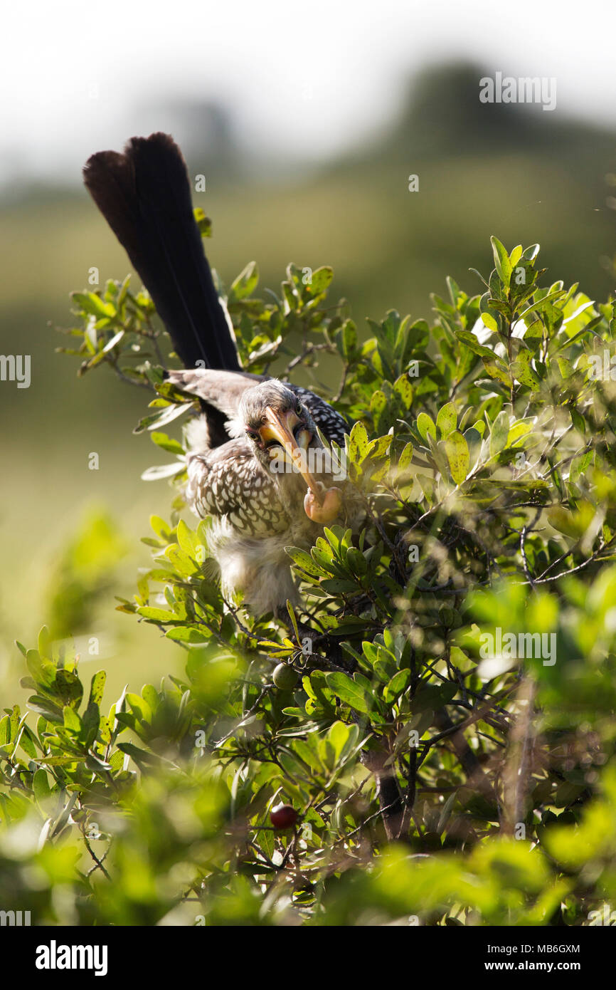 Zimbabwean birdlife hi-res stock photography and images - Alamy