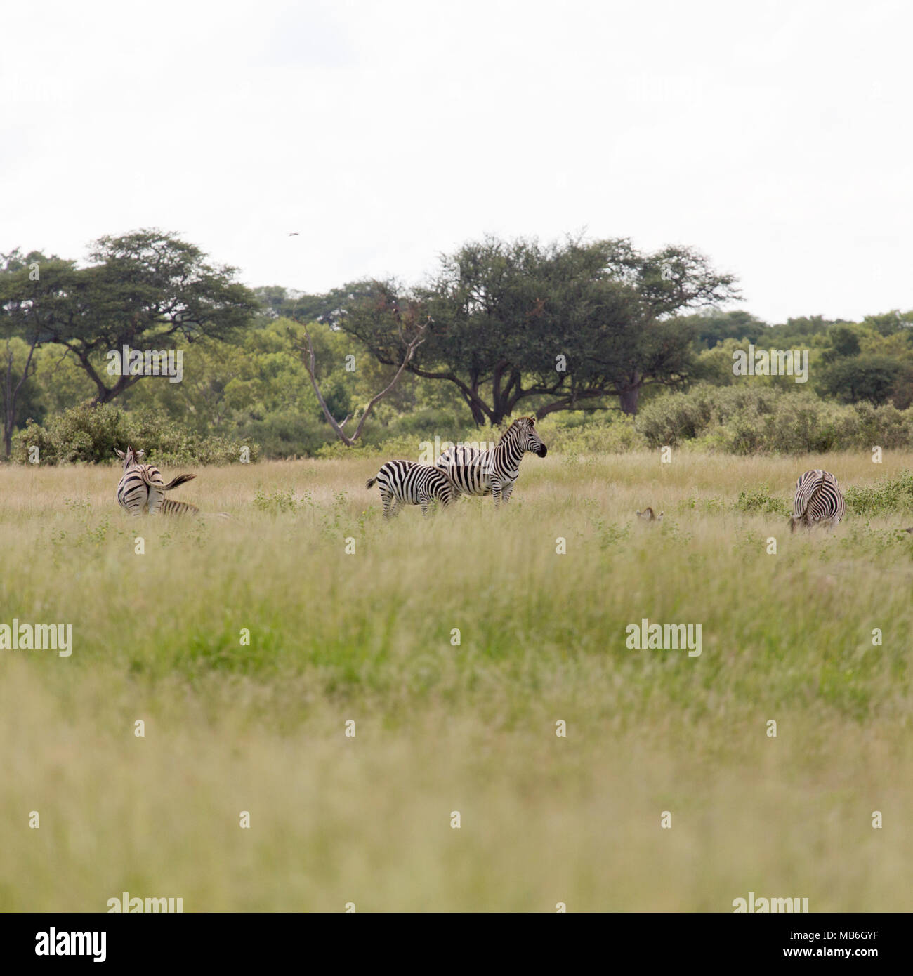 Zebra in Hwange National Park in Zimbabwe. Zebras are commonly sighted ...