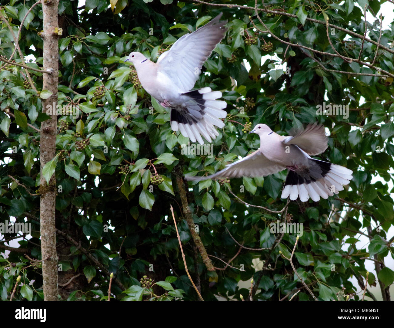 Collared dove marking hi-res stock photography and images - Alamy