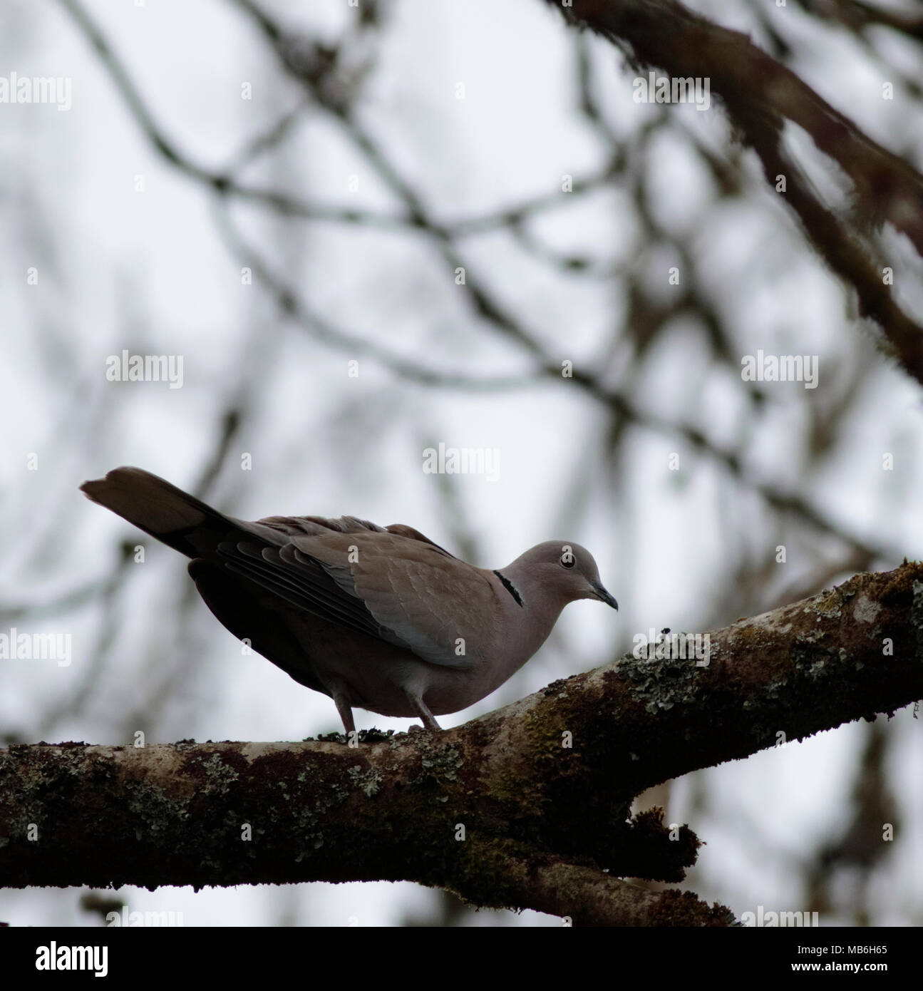 Collared dove neck plumage hi-res stock photography and images - Alamy
