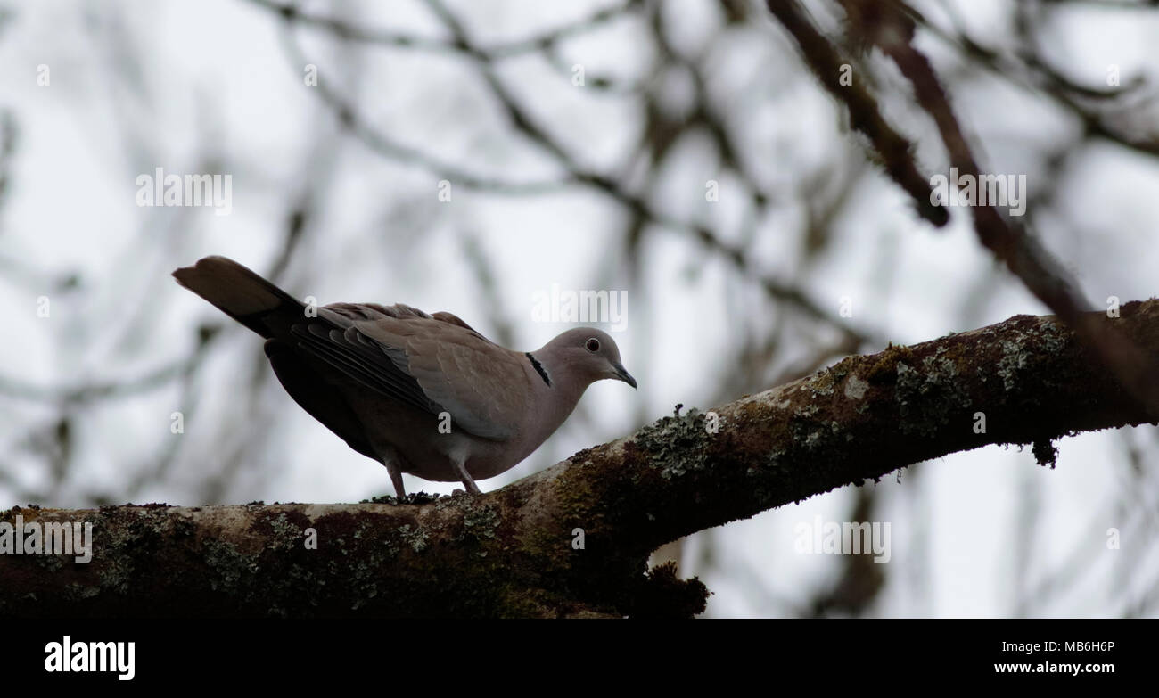 Birds collar hi-res stock photography and images - Alamy
