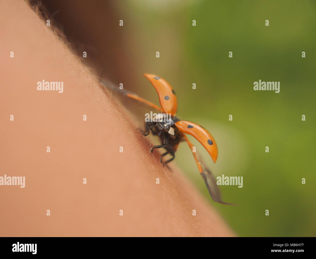 With the hands of man flies a bug ladybug. Macro mode Stock Photo - Alamy