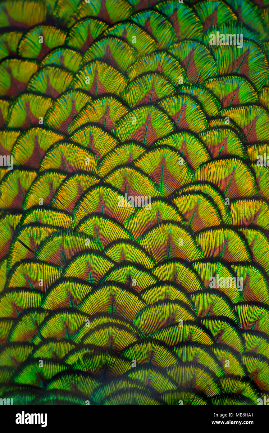 close-up of peacock feather for backgrounds Stock Photo - Alamy