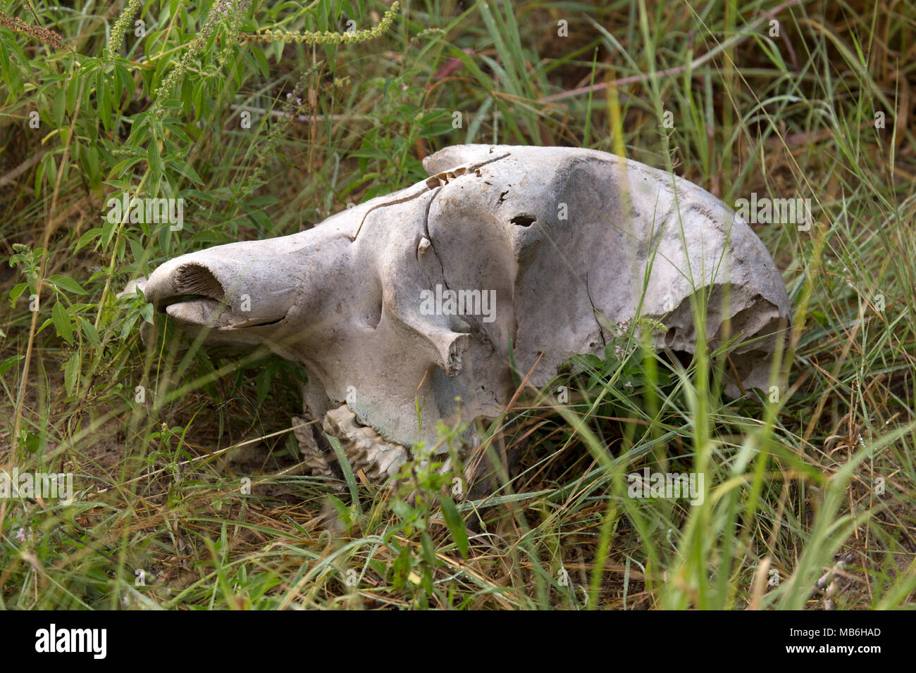 Elephant Teeth High Resolution Stock Photography and Images - Alamy