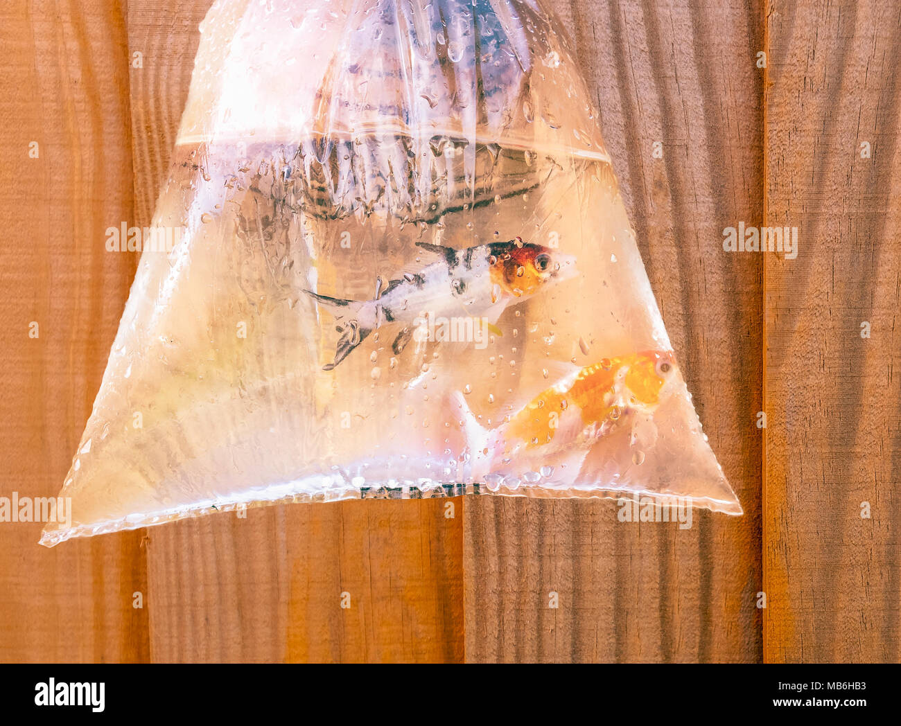 Polythene bag hi-res stock photography and images - Alamy