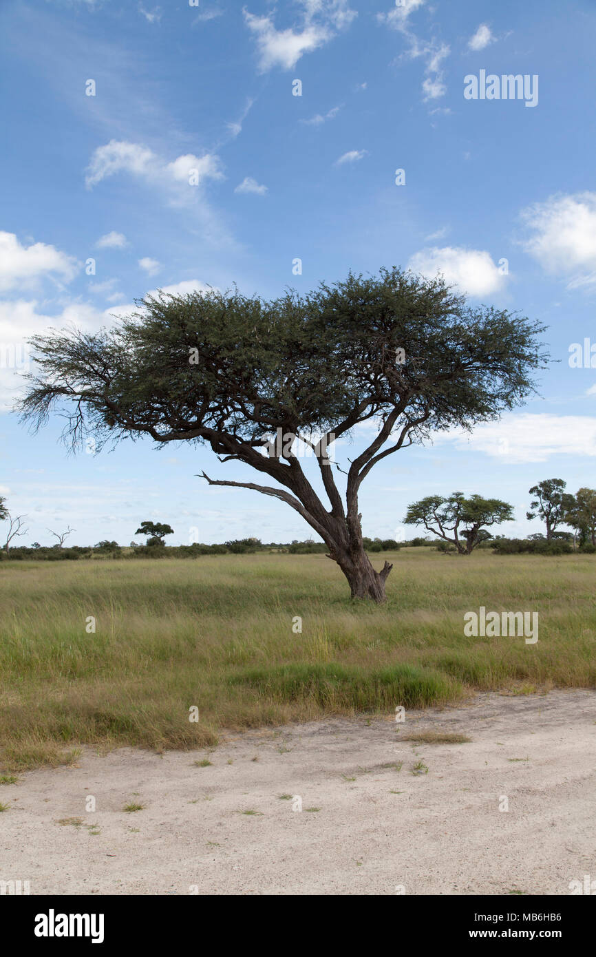 Acacia tree in Hwange National Park in Zimbabwe. Acacias are also known ...